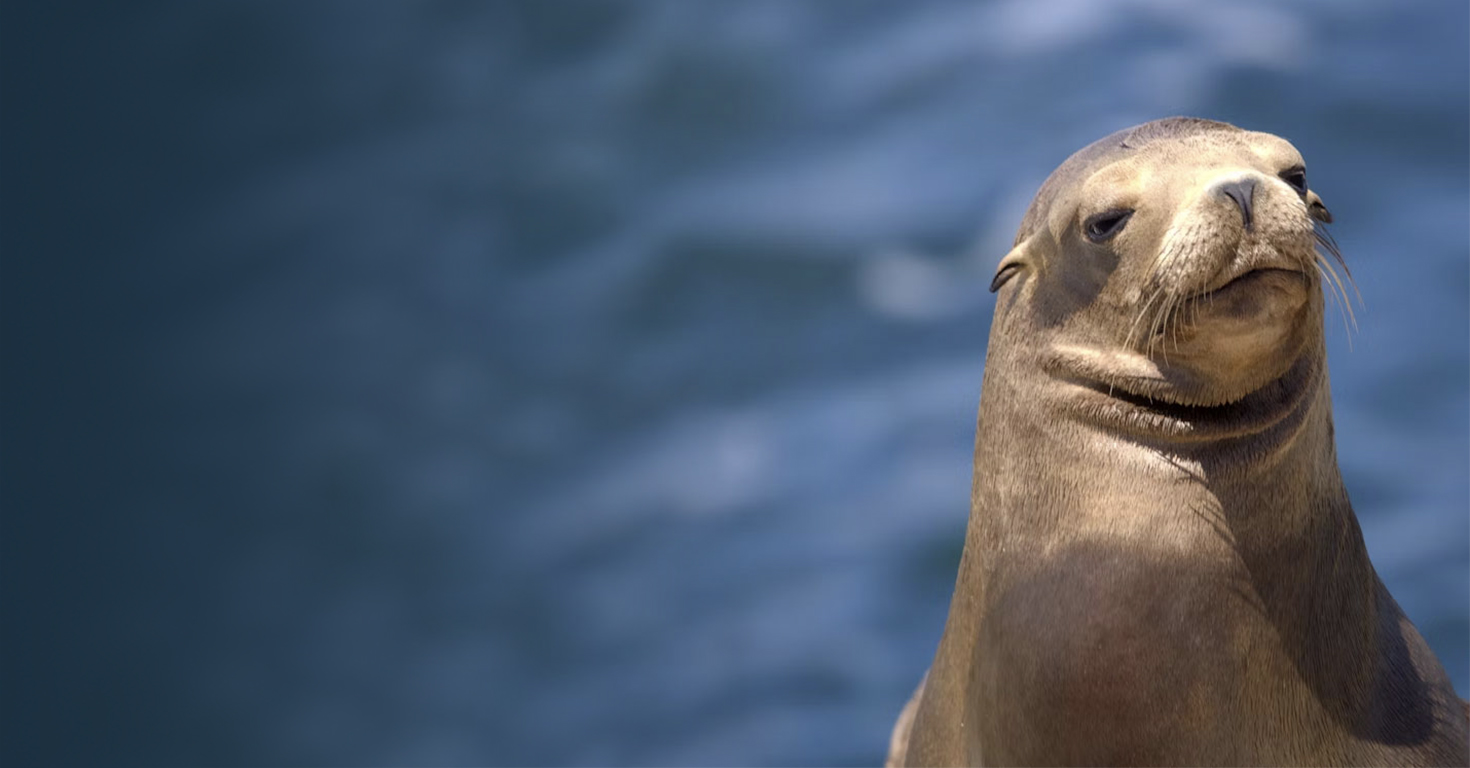 Support Sea Change - Sea Change at The Florida Aquarium